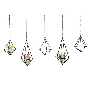 SZRUIZFZ Tillandsia Air Plant Holder Black Geometric Hanging Air Plant Holders Unique for Wall Decor Xerographica Air Plant Hanger for Indoor Decor Himmeli Geometric Decor (5Pcs)