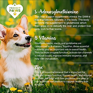 Project Paws Same for Dogs - Liver Support for Dogs with Vitamin B - Cognitive Dog Supplement - S Adenosyl Methionine for Dogs - 60 ct.