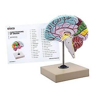 Functional Human Brain Model, Cross Section - 1/2 Size - Color Coded & Numbered with Key Card - Includes Mount - Eisco Labs