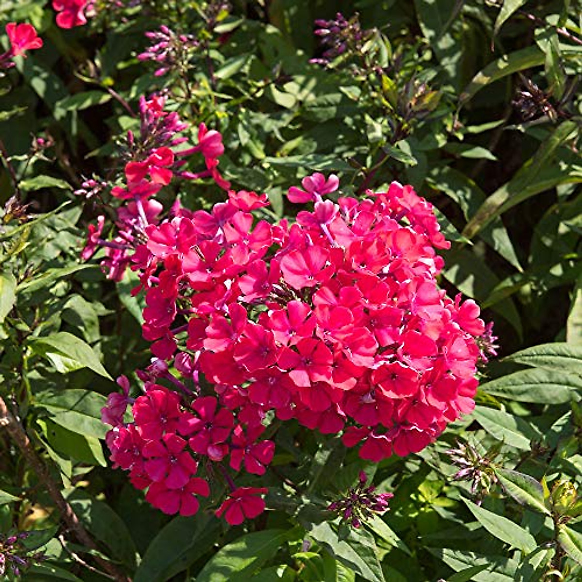 Outsidepride Phlox Crimson Ground Cover, Garden Flowers, Bedding & Container Plants - 1000 Seeds