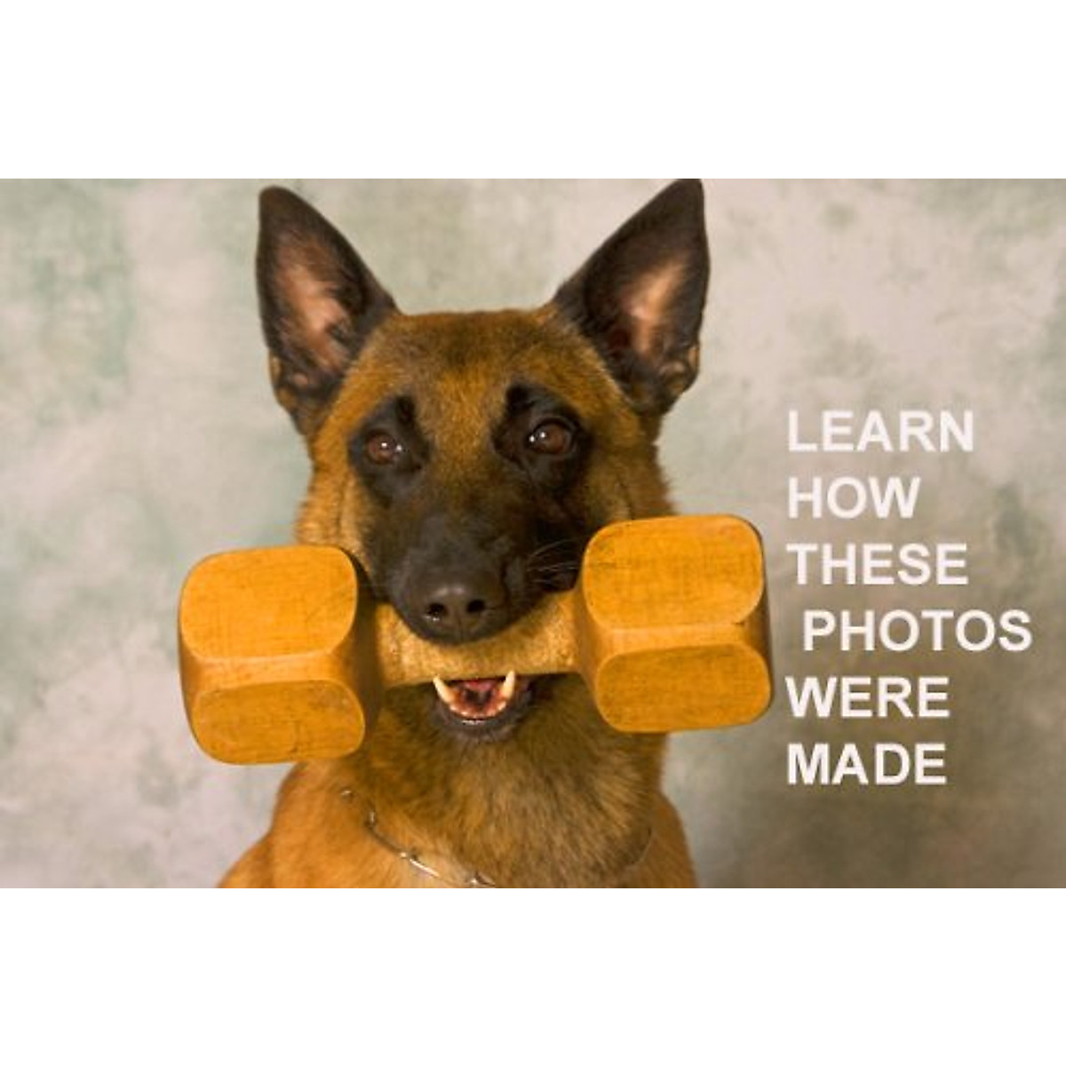 Shoot Your Dog with a Digital Camera Secrets of a Pet Photographer