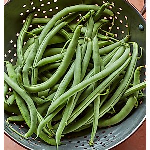 Burpee Blue Lake 47 Bush Bean Seeds 8 ounces of seed