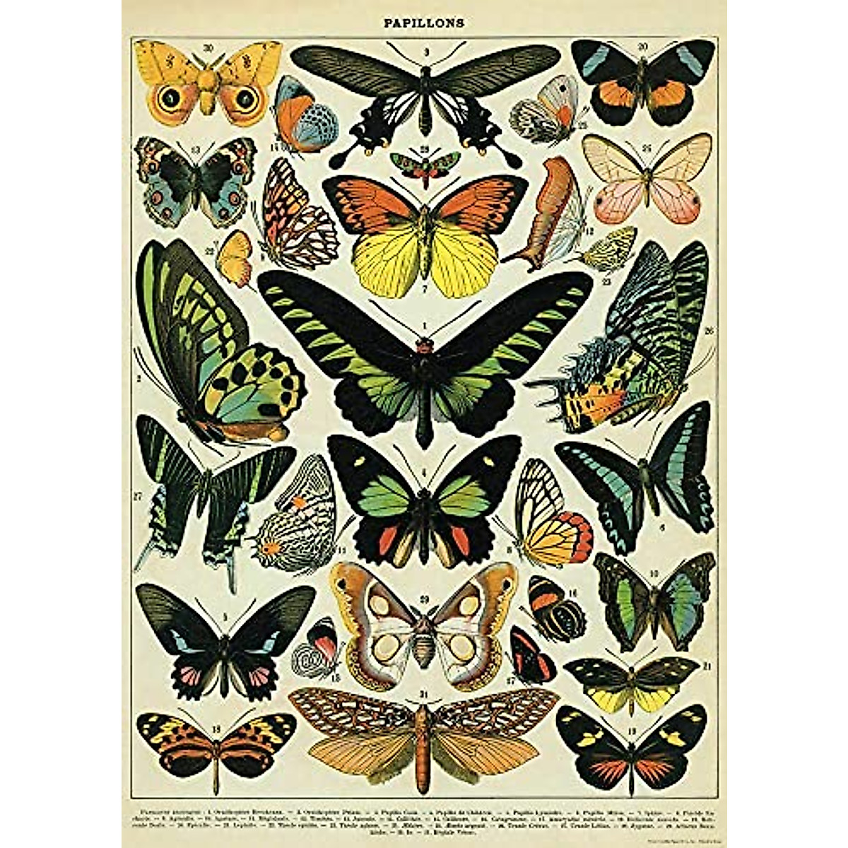 Decorative Wrap 20X28 Butterflies