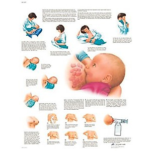 3B Scientific VR3557L Glossy UV Resistant Laminated Paper Lactancia Materna Anatomical (Breastfeeding Anatomical Chart, Spanish), Poster Size 20" Width x 26" Height