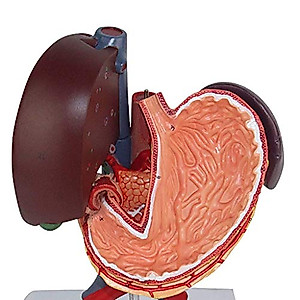 Educational Model, Assembly Educational Model Hepatopancreatic Duodenal Section Model Duodenal Anatomical Model Human Internal Organs Anatomical Model For Study Teaching Model For School,Education Te