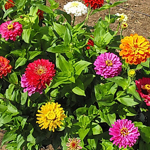 Zinnia Seeds (Organic) - California Giants - Packet - Purple/Red/Yellow Flower Seeds, Open Pollinated Seed, Organic Seed Attracts Bees, Attracts Butterflies, Attracts Hummingbirds, Attracts