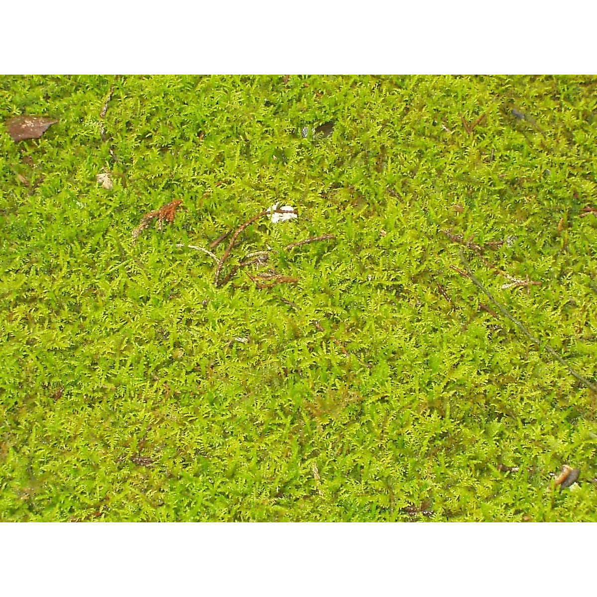 Living Mixed Moss Perfect for terrariums, Bonsai and kokedamas 9"x12" Sheet