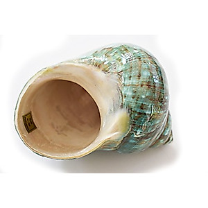 Extra Large Polished Jade Turbo (3" - 3 1/2") 1 1/2" Opening Beach Crafts Nautical Decor Large Hermit Crabs - Florida Shells and Gifts