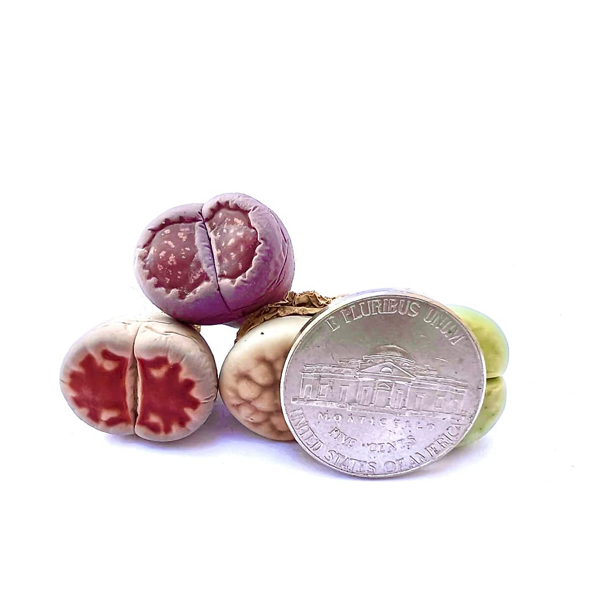 Pack of 8 Live Exotic Lithops Plant Medium Size 2 Years Old Rare Living Stone Seedling Perfect Terrarium Addition