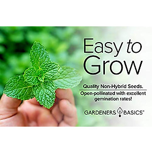 Peppermint Seeds for Planting is A Heirloom, Open-Pollinated, Non-GMO Herb Variety- Great for Indoor and Outdoor Gardening and Herbal Tea Gardens by Gardeners Basics