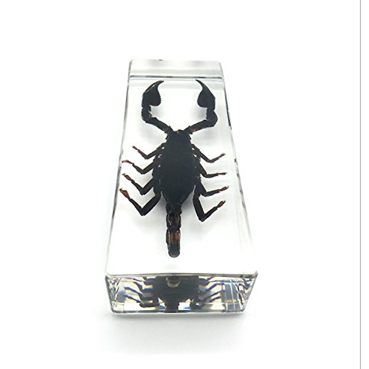 FUNSXBUG Real Black Scorpion Paperweights Specimen for Science Education Paperweight for Book for Office for Desk(4.4x1.6x1.1)