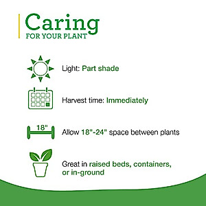 Bonnie Plants Catnip Live Herb Plants - 4 Pack, Pet Friendly, Grows Great In Containers, Fresh For Cats & Dries For Cat Sachets