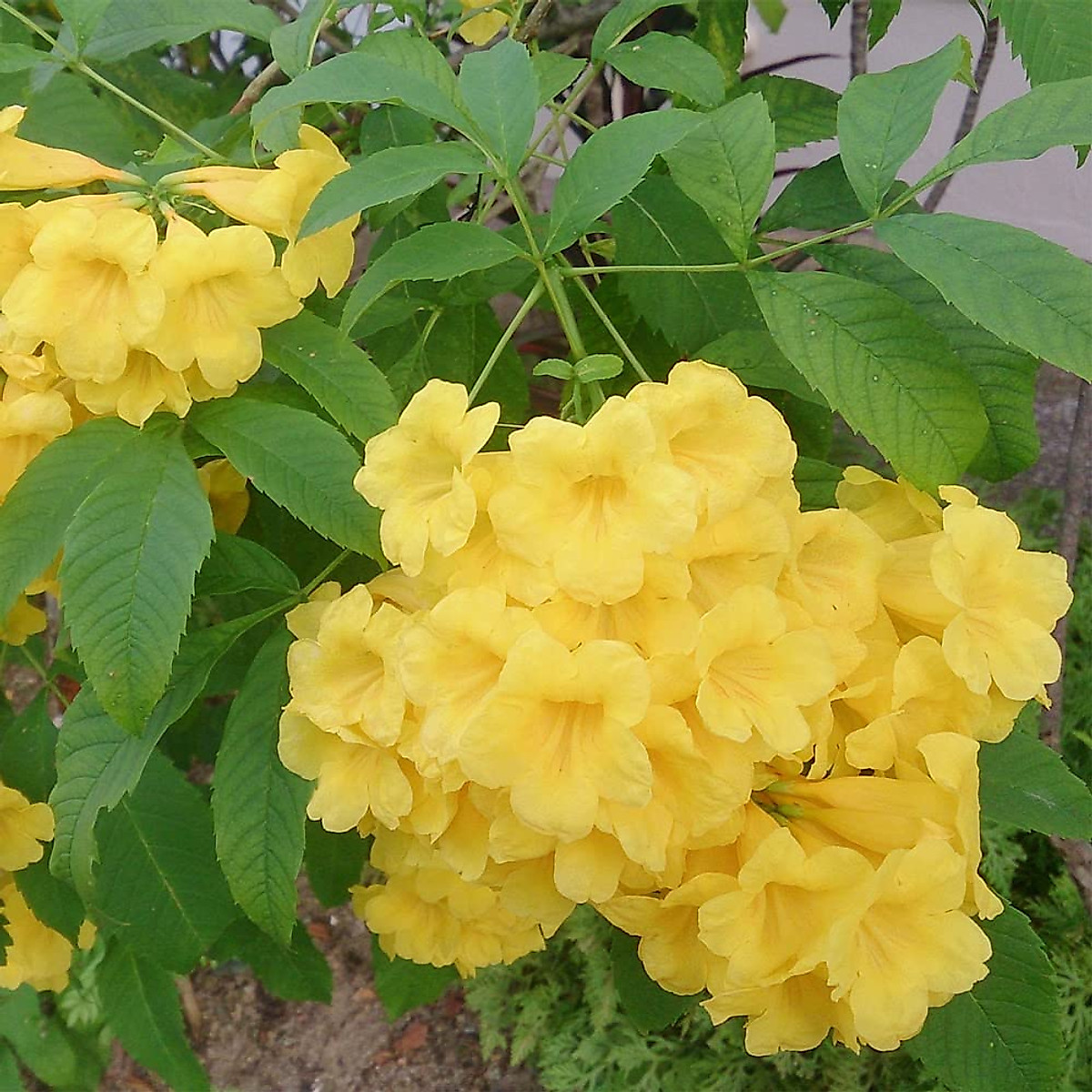 QAUZUY GARDEN 50 Seeds Yellow Bells Trumpet Bush Seeds Yellow Elder, Esperanza Tree, Tecoma Stans, Hardy Drought Heat Tolerant - Flamboyant Perennial Privacy Screen Accent