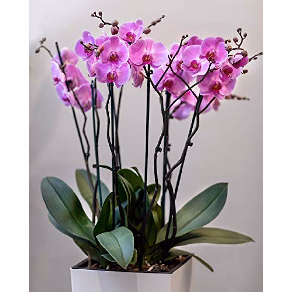 Orchid Soil Premium All Purpose Blend | Large 2.2 Quarts | Ready to Use for Orchids, Bromeliads, Epiphytic Plants | Lava, Calcined Clay and Pinebark | Made in USA