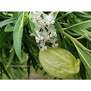 Butterfly Milk Weed Balloon Plant, Butterfly Garden, Butterfly Weed, Hairy Balls, Fur Balls, Cotton-Bush, Oscar, Giant Swan Milkweed, Asclepias Physoca (24+ Seeds) Grown in and Shipped from The USA.