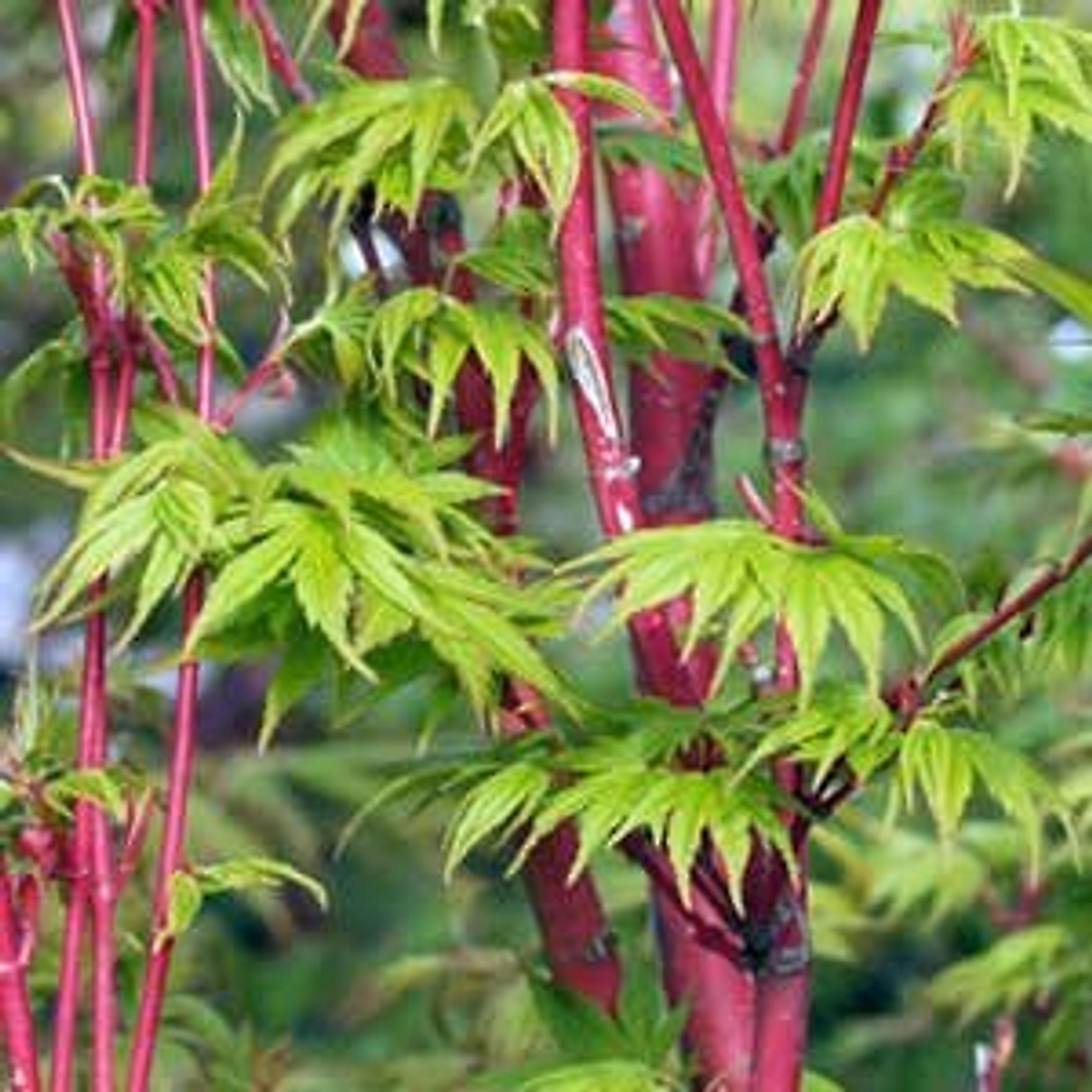 Little Sango Dwarf Coral Bark Japanese Maple Acer palmatum 'Little Sango' Coral Red Bark is Bright Red, Year Round Beauty Live Plant