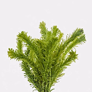 Anacharis Elodea Densa Egeria One Bunch Live Aquarium Plants