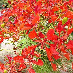 QAUZUY GARDEN 20 Seeds Delonix Regia B6 Royal Poinciana Flamboyant Flame Tree Gulmohar Showy Evergreen Tree Drought Tolerant Fast-Growing Low-Maintenance