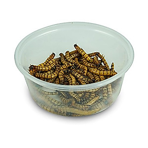 Josh's Frogs Superworms (50 Count)