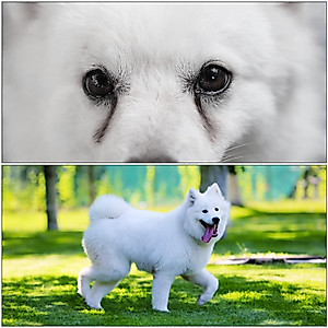 2pcs Flexible Silicone Dog Wrinkle Paste Applicator for Squishface, Silicone Wrinkle Cream Applicator for Dog Easy to Wipe Off Tear Stain Helper of Wrinkle Cream for All Dog Breed (Blue, Rose Red)