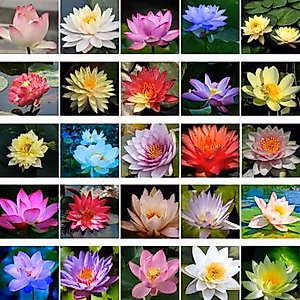Mixed Bonsai Lotus Seeds Mixed Color Water Lily Flower Plant Fresh Garden Seeds,Finest Viable Aquatic Water Features Seeds (30 Pcs)