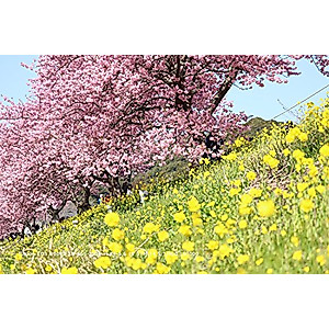 Canon DSLR camera EOS 8000D body 24.2 million pixels EOS8000D [International Version, No Warranty]