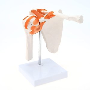 RONTEN Medical Shoulder Anatomy Model with Functional Ligaments, Life Size Anatomical Human Shoulder Joint Model for Science Class Medical Teaching Display Model (Includes a Base)