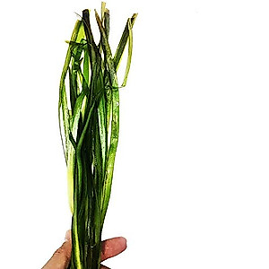 Planterest - Jungle Val Rooted Vallisneria Spiralis Bunch Live Aquarium Plant Low Light Background Stems Decorations BUY2GET1FREE