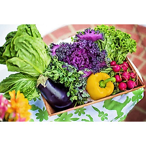 Set of 12 Sweet Corn- Golden Bantam Vegetable Seed Packs - Create a Deluxe Garden - All Seeds are Heirloom - 100% Non-GMO (Sweet Corn- Golden Bantam)