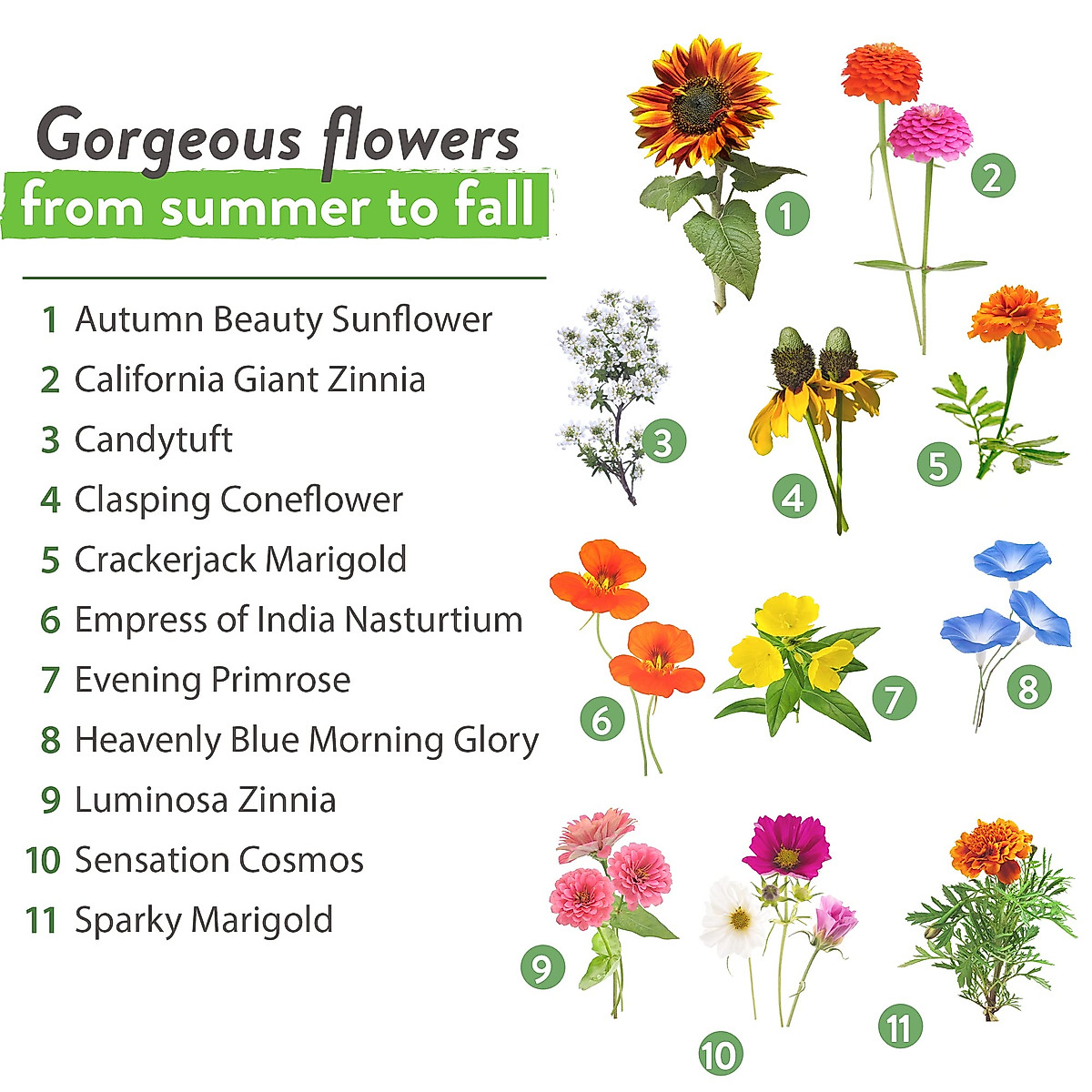 HOME GROWN 20 Flower Seeds Variety Pack - Individual Flowers Seeds for Planting | Flower Seeds Packs for Planting Outside & Indoors