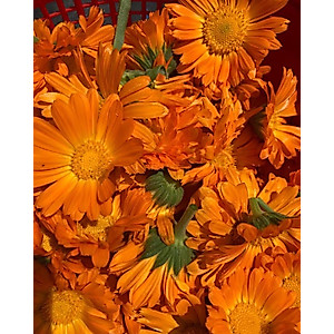 All Purpose Skin Salve by Everfield, For Dry Skin and Hand Relief, Soothing Calendula Herbal Balm (2 oz)