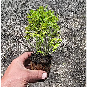 (1) - Top Hat Dwarf Blueberry - Starter Plant (8m)