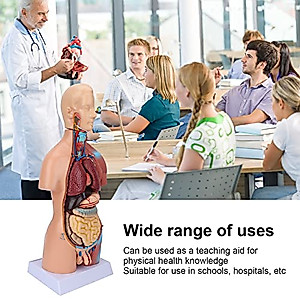 Body Internal Organs Model, Accurate Structure Human Torso Model for Hospital for School