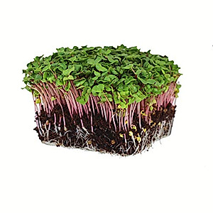 Radish Sprouting Seed - Red Arrow Variety - 1 Lb Seed Pouch - Heirloom Radish Sprouts - Non-GMO Sprouting and Microgreens