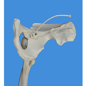 Wellden Medical Anatomical Human Lower Limb Skeleton Model, Life Size