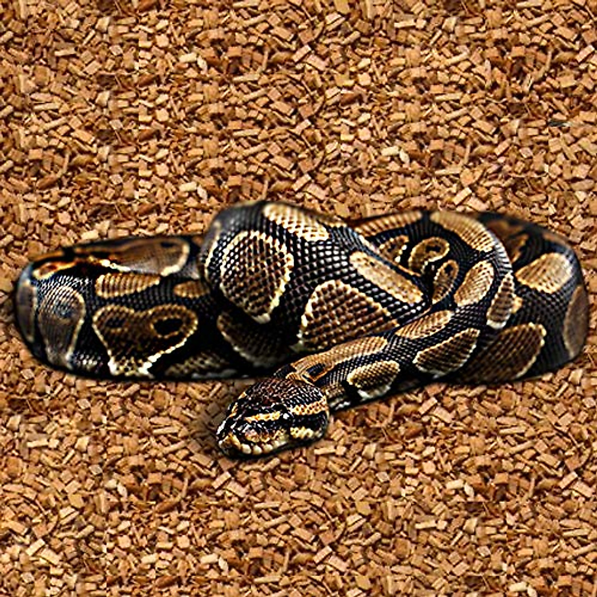 ReptiCasa Organic Coconut Chips Substrate Clean & Ready to Use for Reptiles, Snake, Tortoise, and Amphibian, Natural Fiber Free Husks, Clean Breeding and Bedding Flooring, Odor Absorbing – 10.6 Quarts