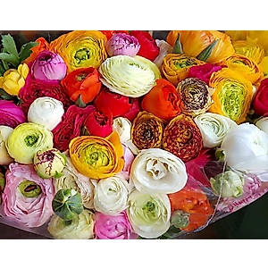 Mixed Peony Ranunculus -12 Largest Size Corms Bulbs