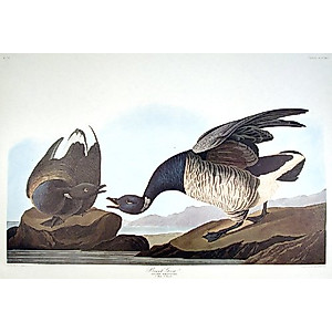 Brant Goose. From"The Birds of America" (Amsterdam Edition)