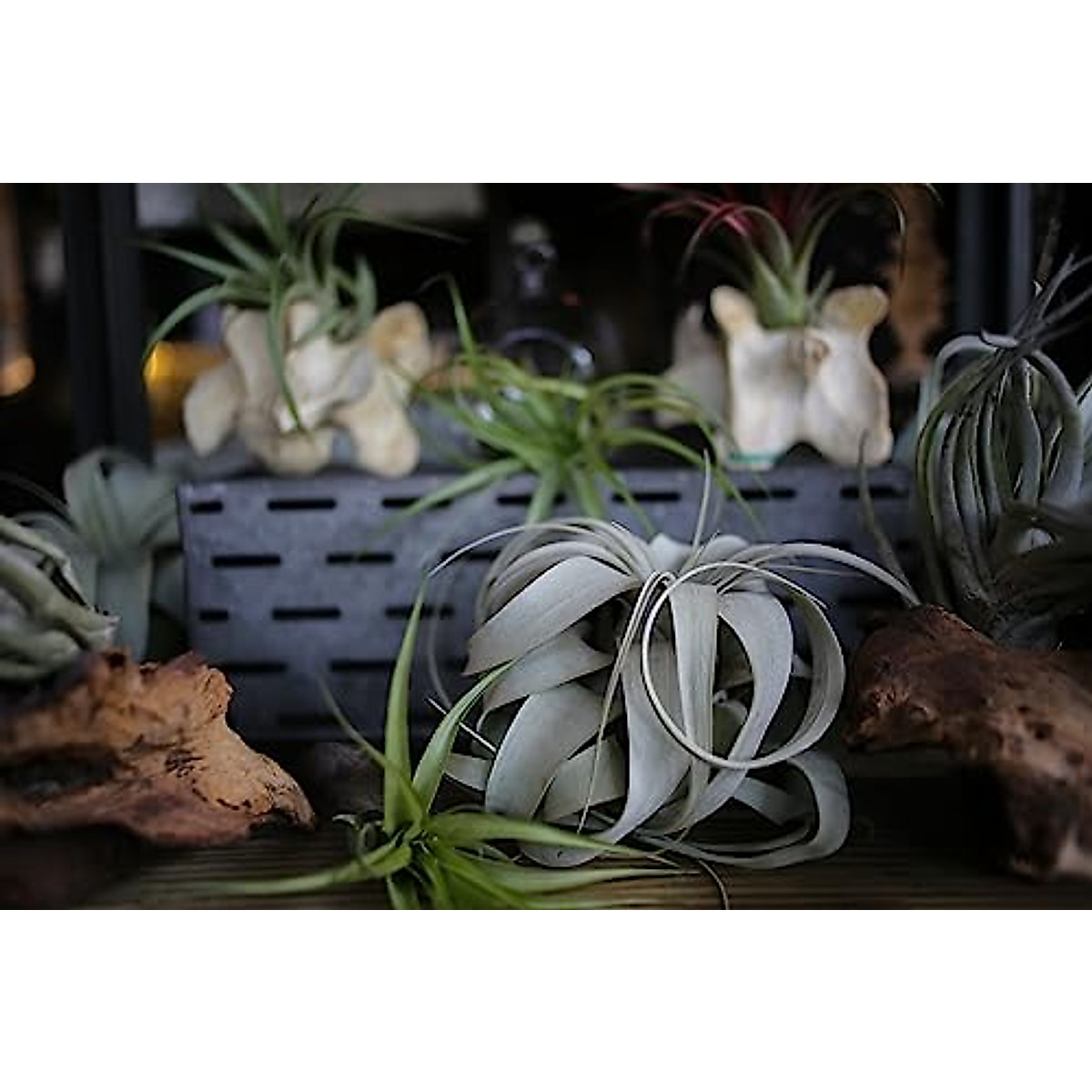 Tillandsia Xerographica Air Plant, Tillandsia Air Plants Live Large Indoor Plants Live Houseplants, Exotic Plants for Succulent Terrarium, Fairy Garden Decor, Succulents Live Plants by Plants for Pets