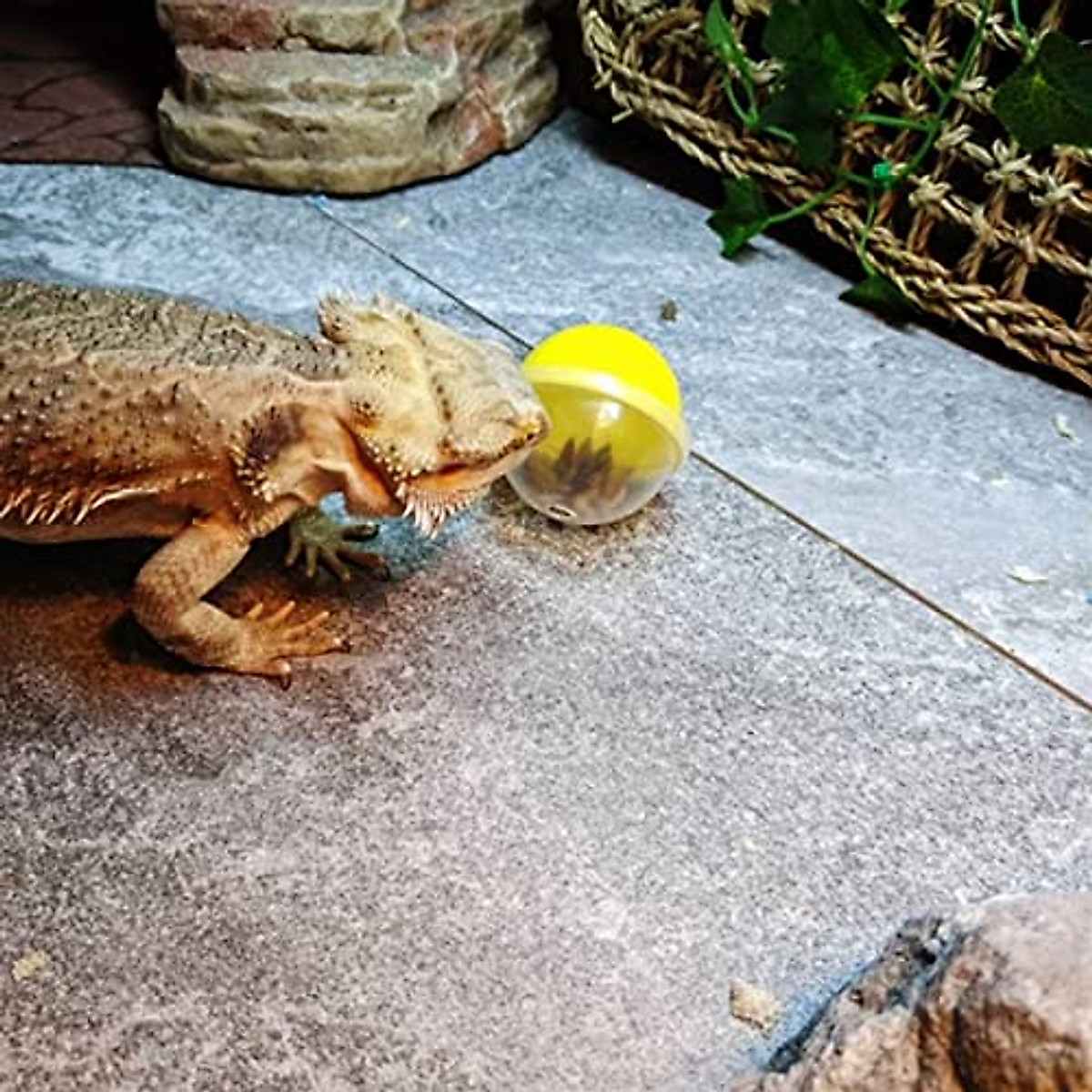 CooShou 6Pcs Lizard Bearded Dragon Feeding Toys Ball Reptile Food Toys Ball Lizard Interactive Toys for Bearded Dragon, Lizard, Gecko and Small Animals