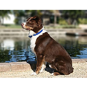 Heavy Duty Nylon Replacement Collar Strap - Compatible with Nearly All Brands and Models of Underground Electric Dog Fences and Training Collars Blue