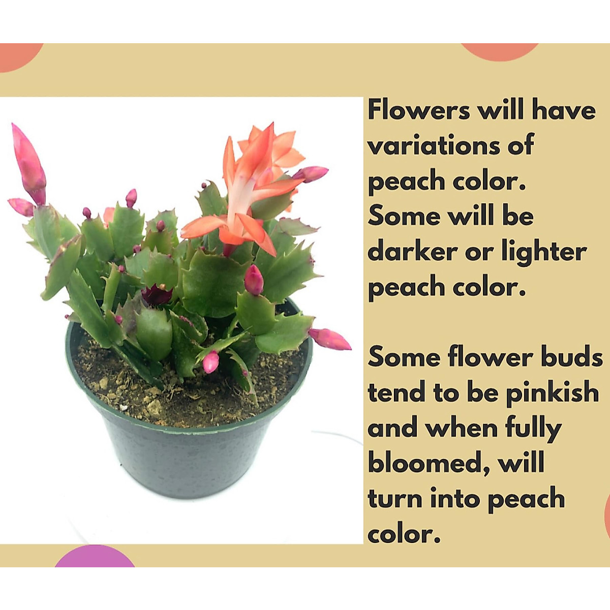 2" Peach Color Christmas Cactus Live Plant. (Peach)