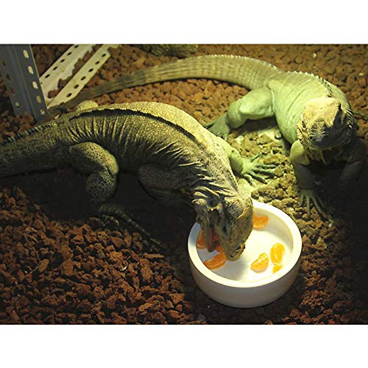 Reptile Food Water Bowl, 2 pcs Ceramics Worm Dish ,Anti-Escape Reptile Water Feeder ,Mealworm Bowl for Lizard Gecko Bearded Dragon, (S,M,L) (Large)