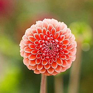 Dahlia Bulbs (Ball) - Linda's Baby - 8 Bulbs - Pink/Orange Flower Bulbs, Tuber Attracts Bees, Attracts Butterflies, Attracts Pollinators, Easy to Grow & Maintain, Fast Growing, Cut Flower Garden