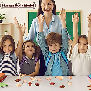 SGBETTER 16 Pack Human Organ Model Human Anatomy Toy Halloween Fake Simulation Human Body Parts for Kids Physiology Study Tools Halloween Decor, 8 Styles