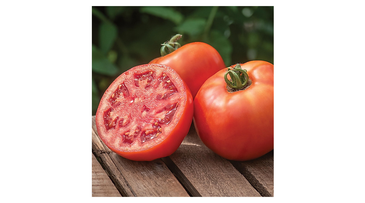 Burpee 'BushSteak' Tomato Seeds - High Yield & Non-GMO