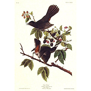 Cat Bird. From"The Birds of America" (Amsterdam Edition)