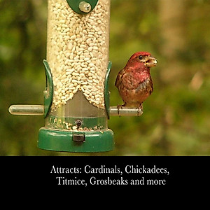 Desert Valley Premium Safflower Seeds - Wild Bird Food, Cardinals, Jays, Doves & More (10-Pounds)