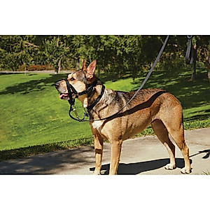 EveryYay Head of The Class Head Halter for Dogs Large