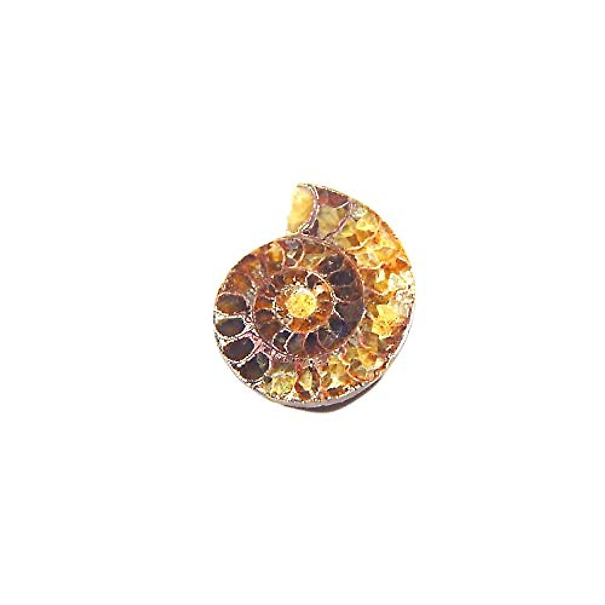 XUETZALCOATL Mukundah Sudarshan Shaligram 1.5cm - 2.5cm from Kali Gandaki 1 pcs